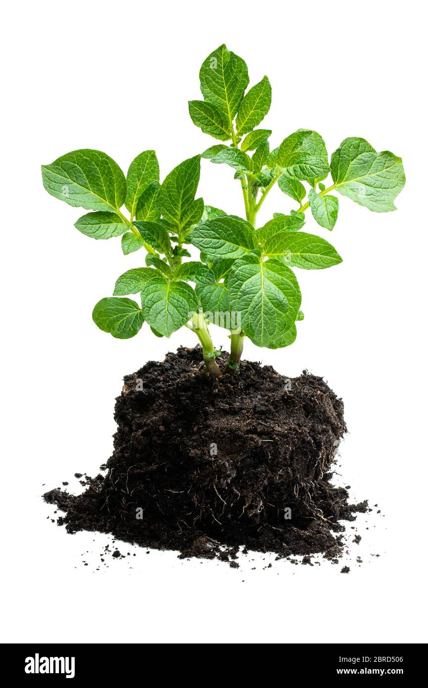 Potato plant grows in ground Cut Out Stock Images & Pictures - Alamy
