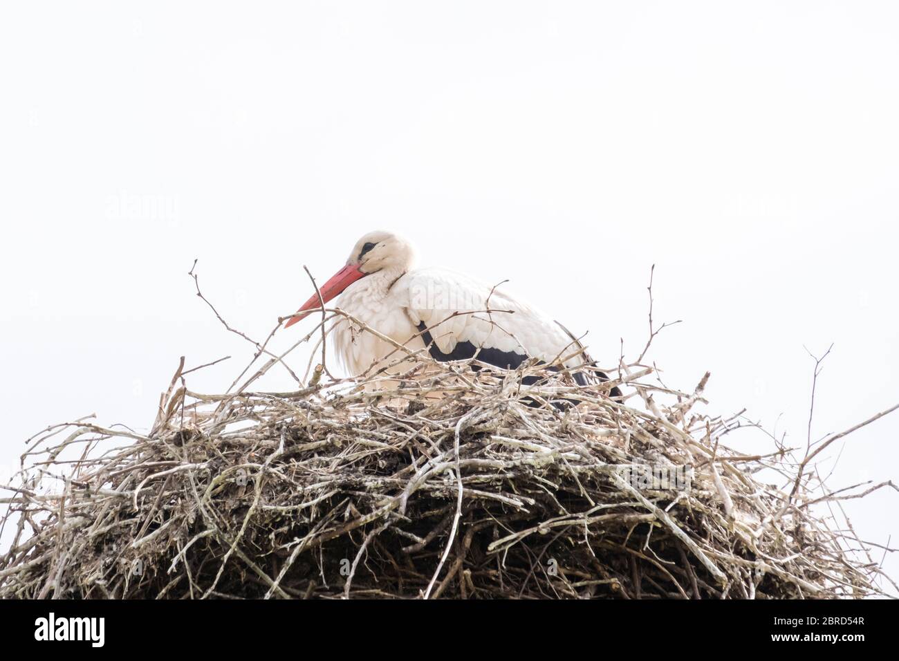 A stork stands in its nest in the spring , white sky in background ...