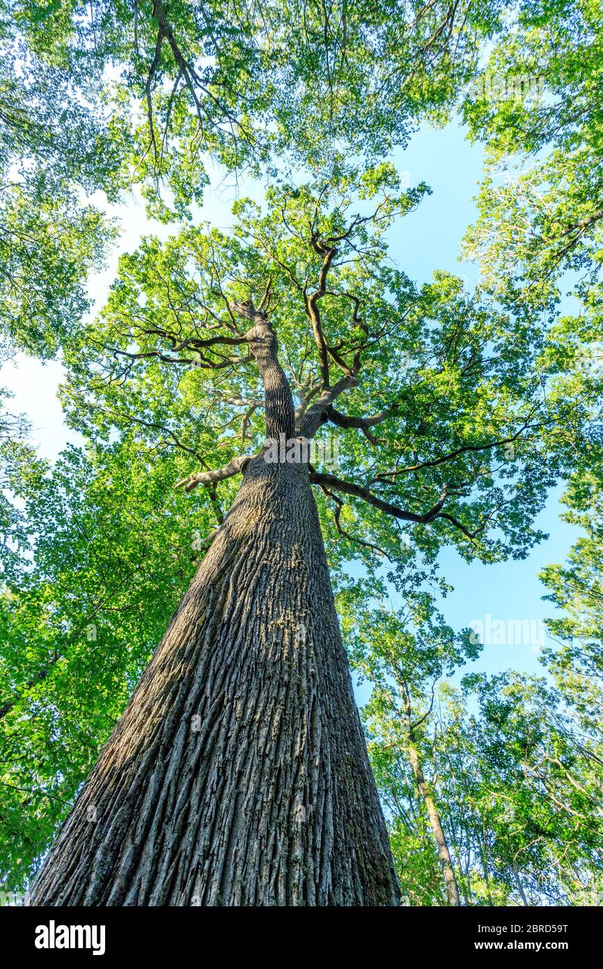 France, Allier, Bourbonnais, Troncais forest, Isle et Bardais Emile ...