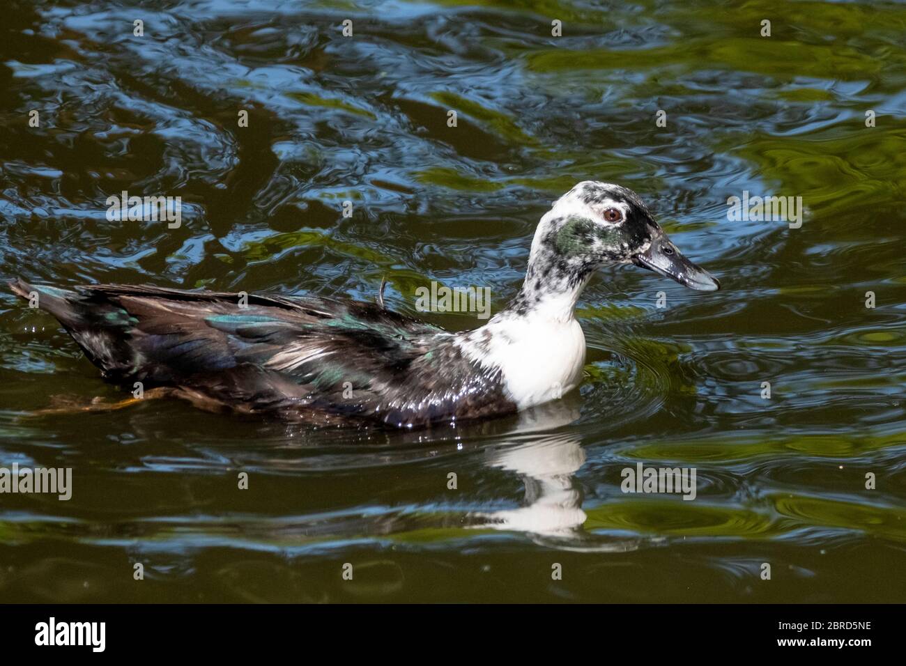 white with black duck swims in the pond, side view, with reflection ...