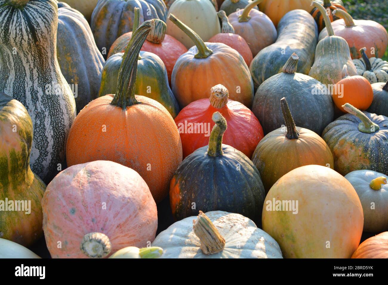 Pumpkin and winter squash varieties collection in sunlight Stock Photo ...