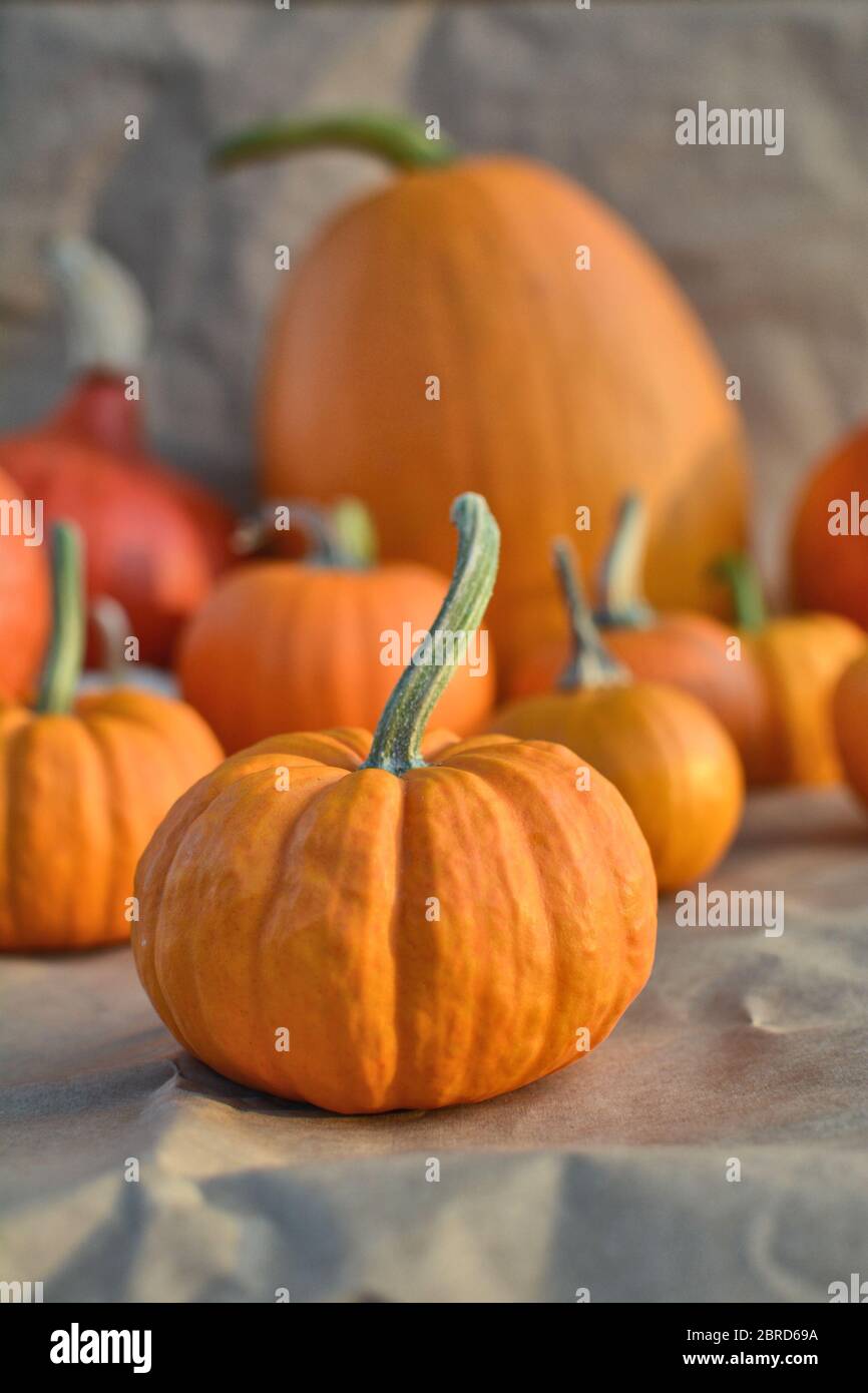 Autumn pumpkins in sunlight Stock Photo - Alamy