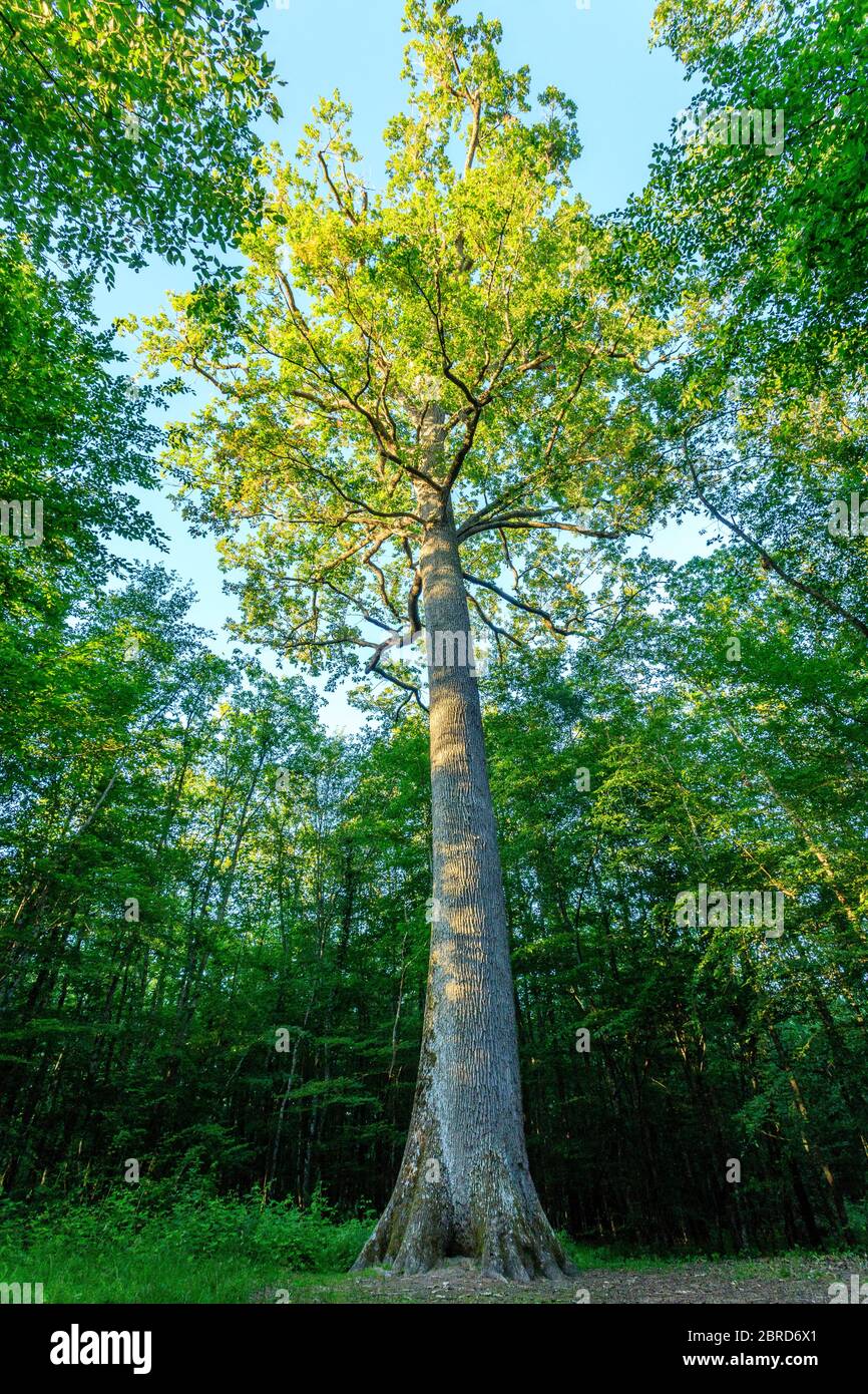 Oak tree forest hi-res stock photography and images - Alamy