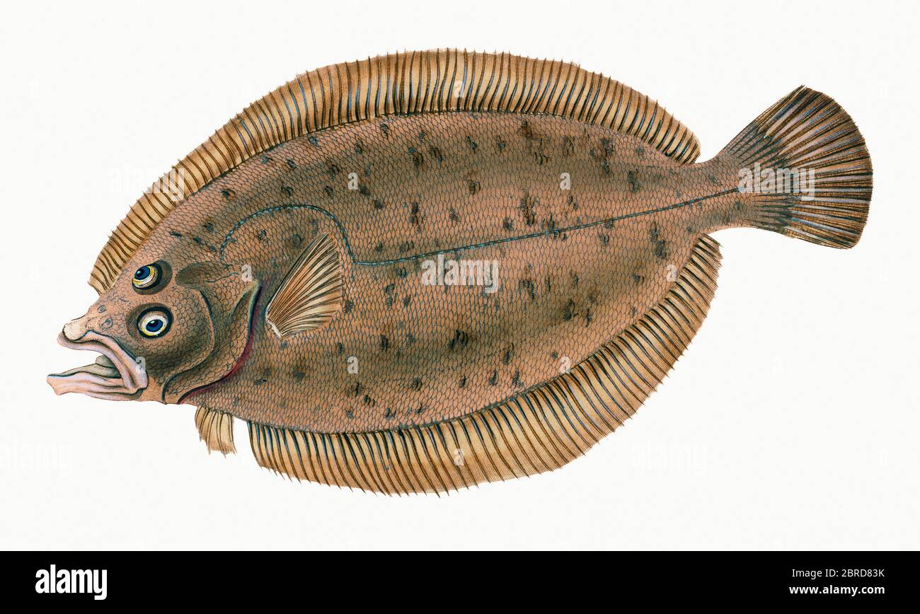 Common dab limanda limanda hi-res stock photography and images - Alamy