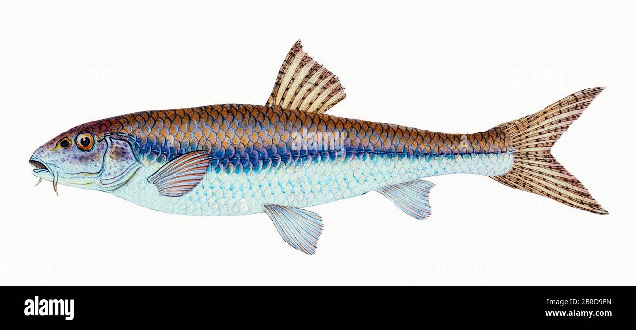 British gudgeon illustration hi-res stock photography and images - Alamy