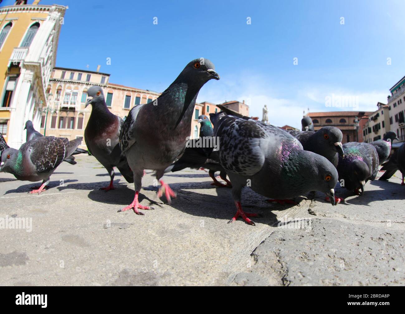 many pigeons that eat crumbs in a European city photographed with fish ...