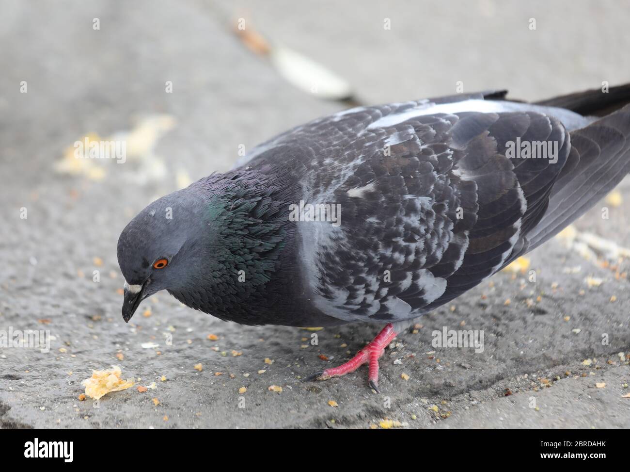 Fat gray urban pigeon while eating crumbs in the town square Stock ...