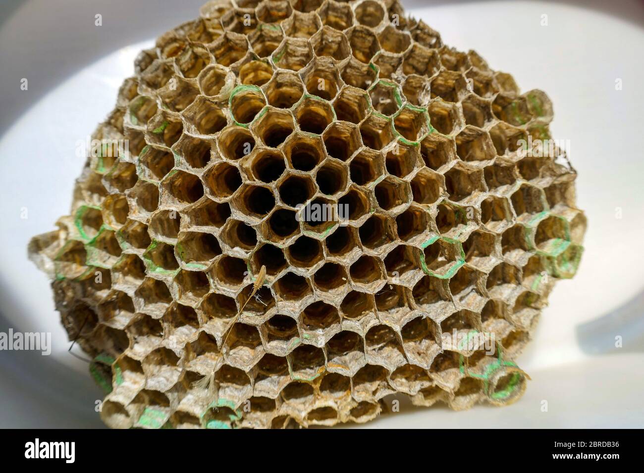 Bee honeycomb with hexagonal holes hi-res stock photography and images ...