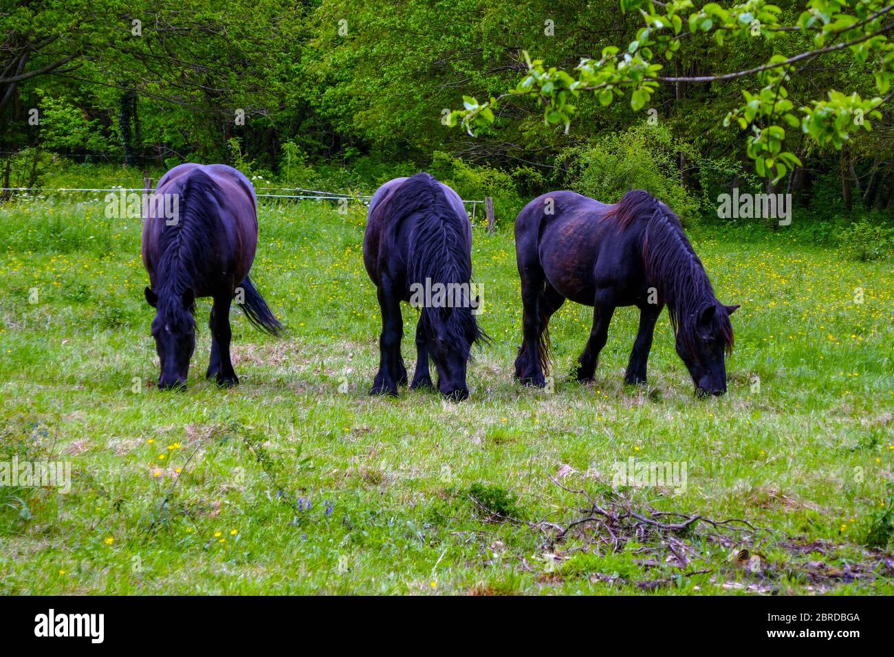 Three black Merens horses, Ariege, French Pyrenees, Pyrenees, France ...