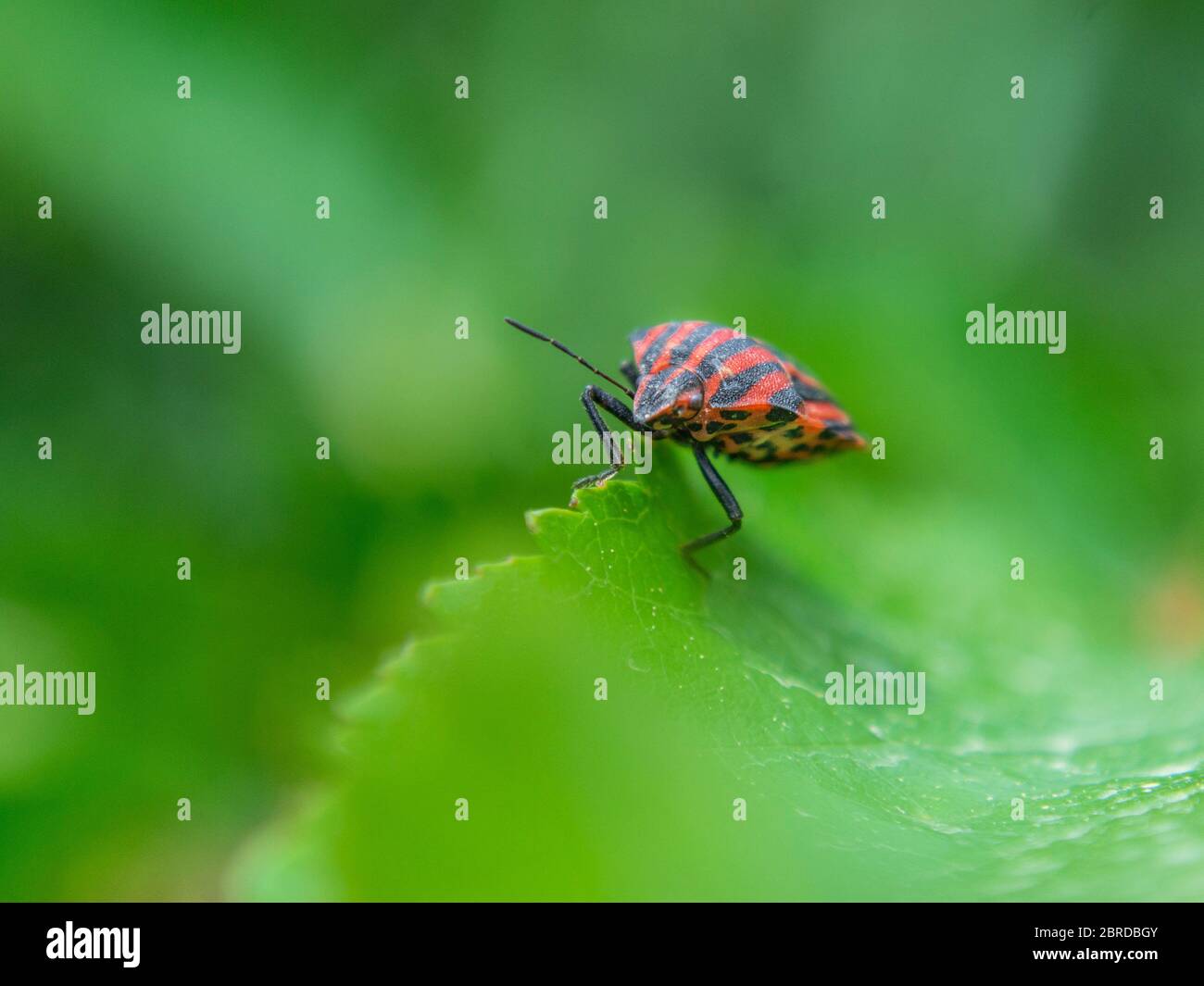 Striped bugs hi-res stock photography and images - Alamy