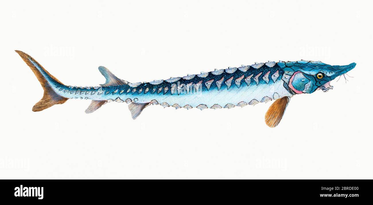 Sturgeon fish british hi-res stock photography and images - Alamy