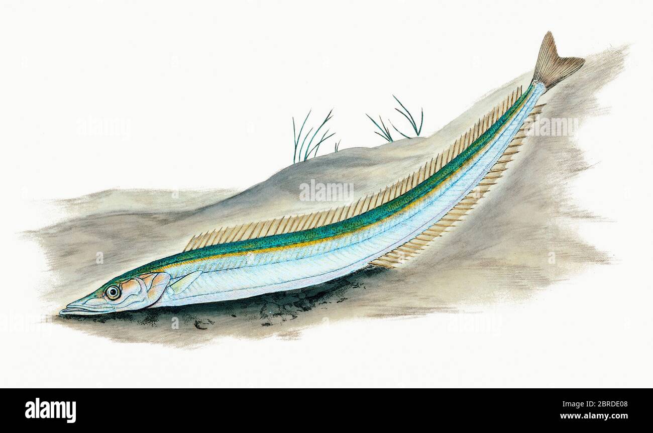 Eel Cartoon Illustration High Resolution Stock Photography and Images ...