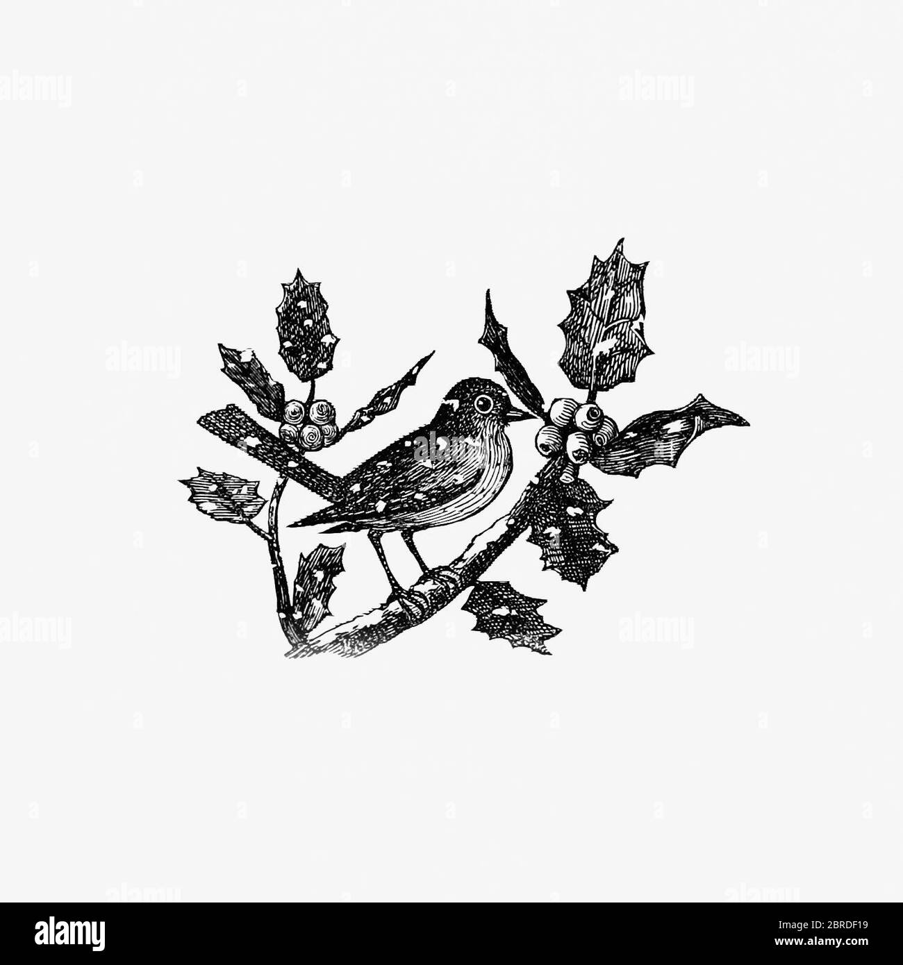 Etching outline hi-res stock photography and images - Alamy