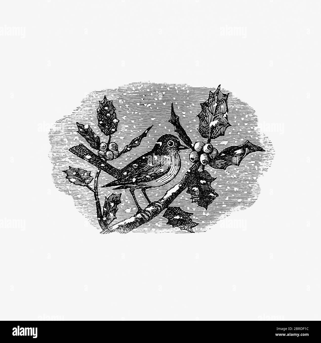 Etching outline hi-res stock photography and images - Alamy