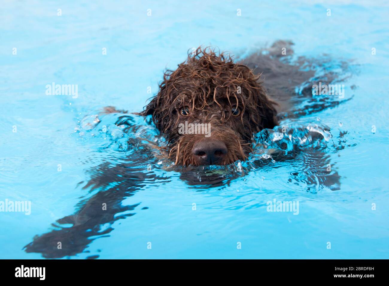 Dogs play with balls and swim in the outdoor swimming pool at the ...