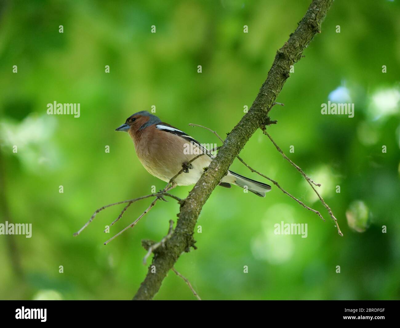 Singing chaffinch hi-res stock photography and images - Alamy