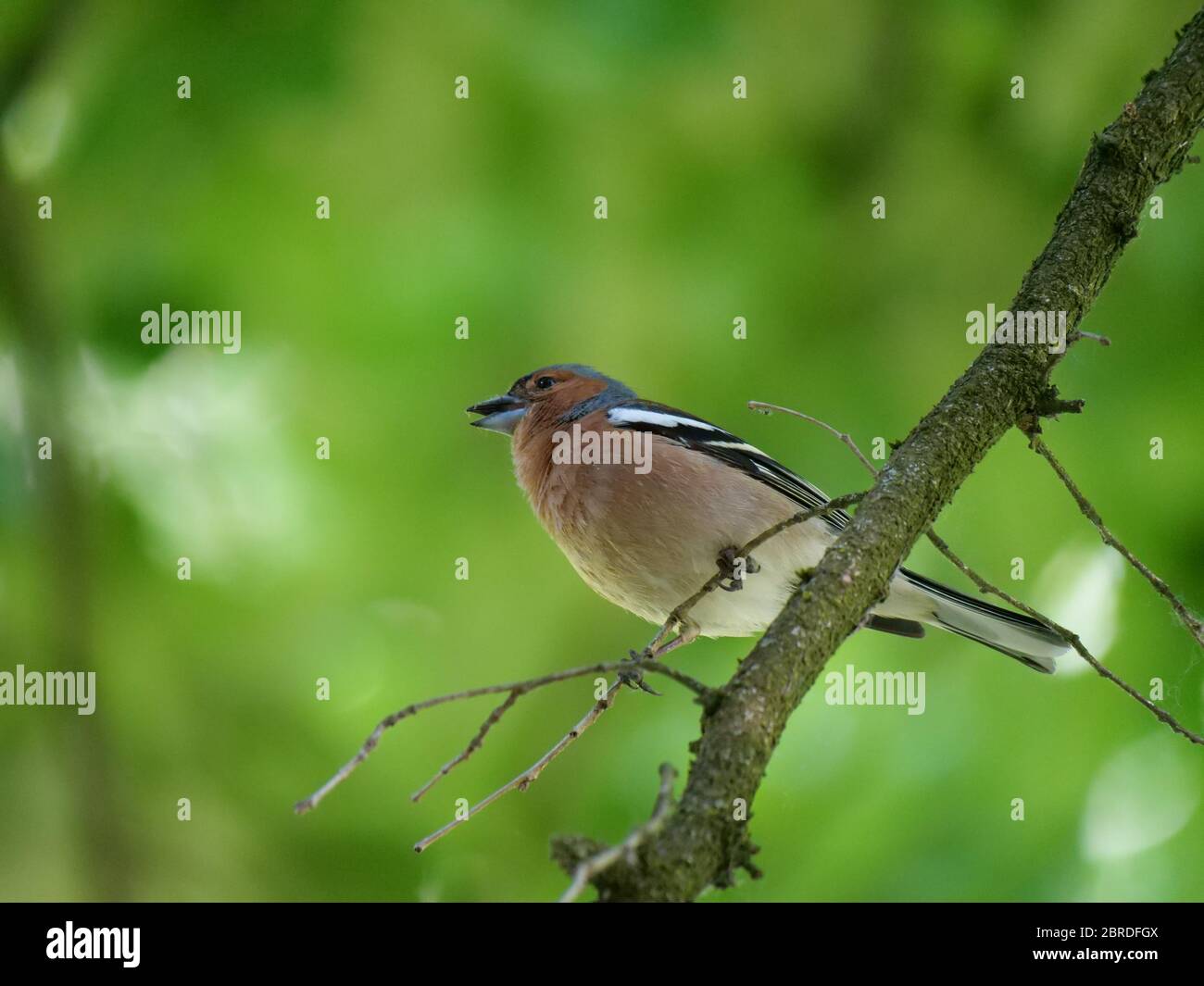 Singing chaffinch hi-res stock photography and images - Alamy