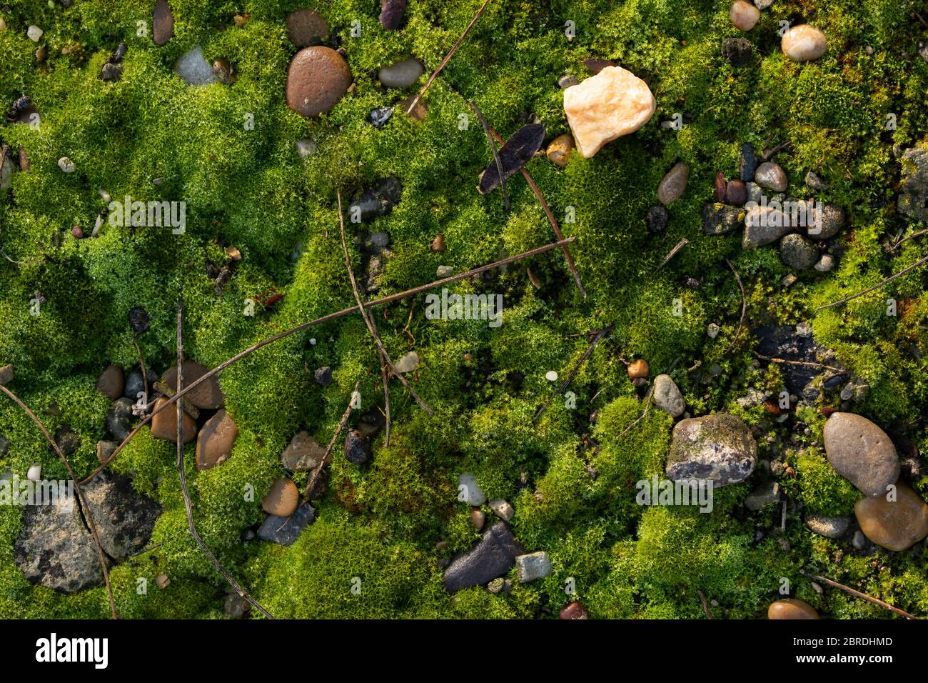 Moss texture in the wet winter soil in the town of Gallur, Zaragoza ...
