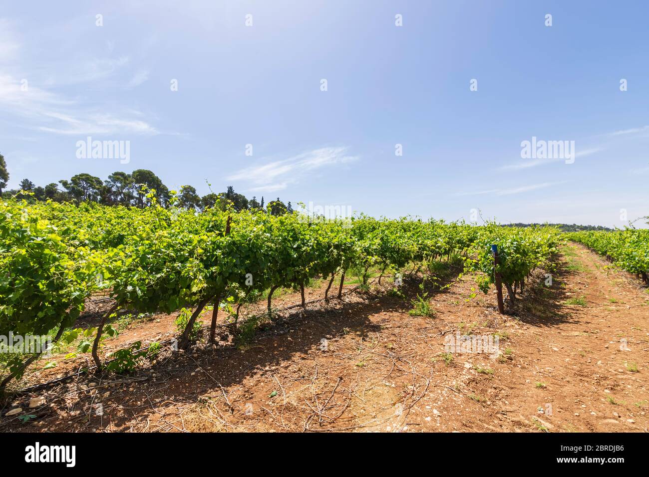 Israel Vineyard High Resolution Stock Photography and Images - Alamy
