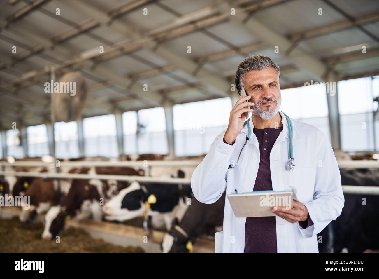 Man veterinary doctor working on diary farm, agriculture industry Stock ...