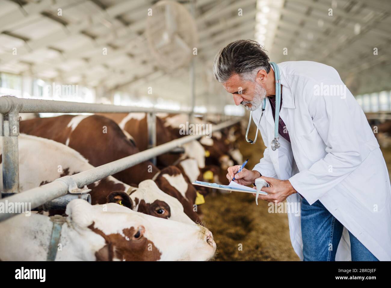 Man veterinary doctor working on diary farm, agriculture industry Stock ...