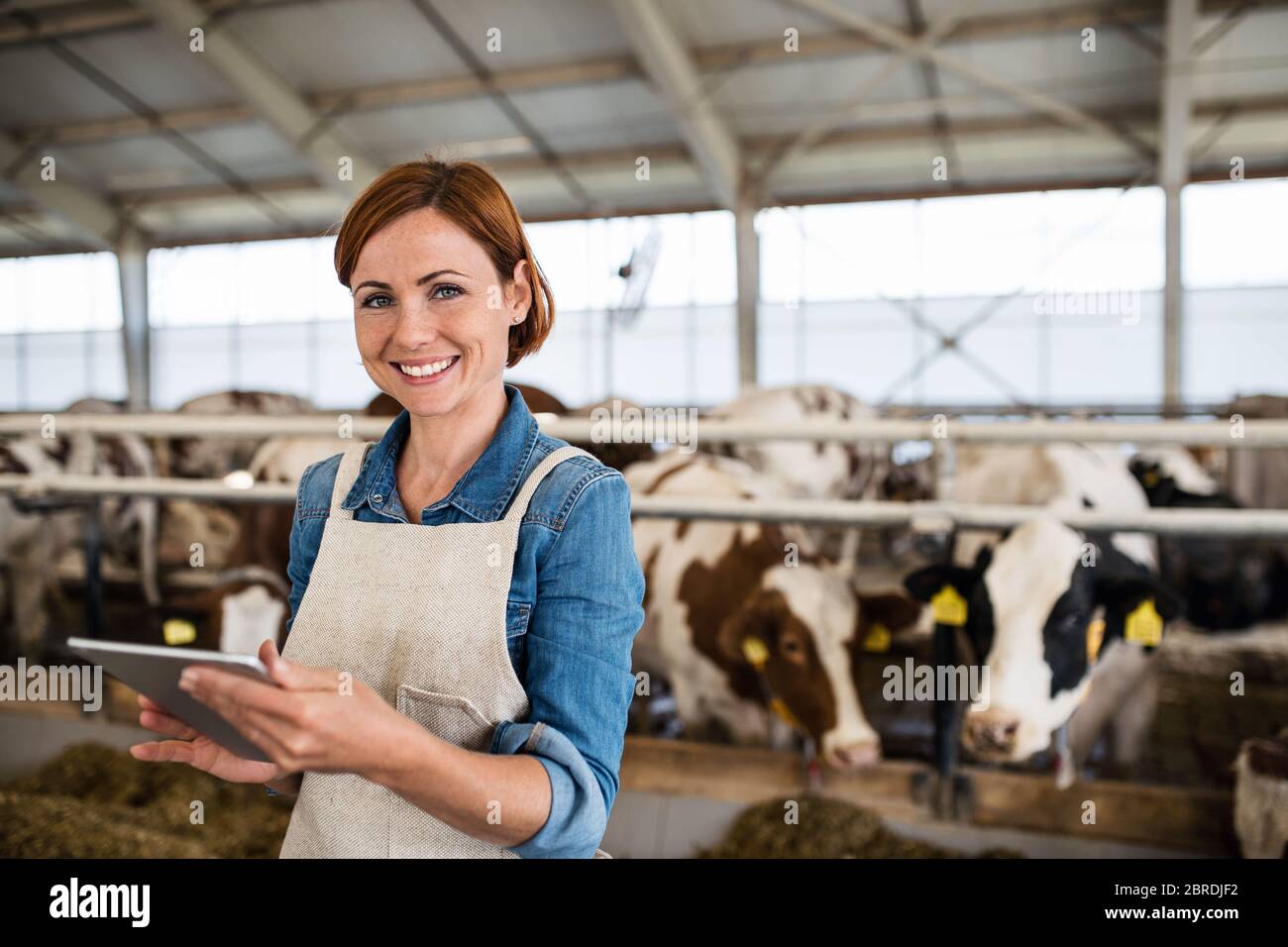 Woman manager with tablet working on diary farm, agriculture industry ...
