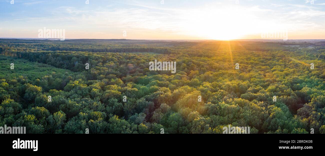 Forêt de troncais hi-res stock photography and images - Alamy