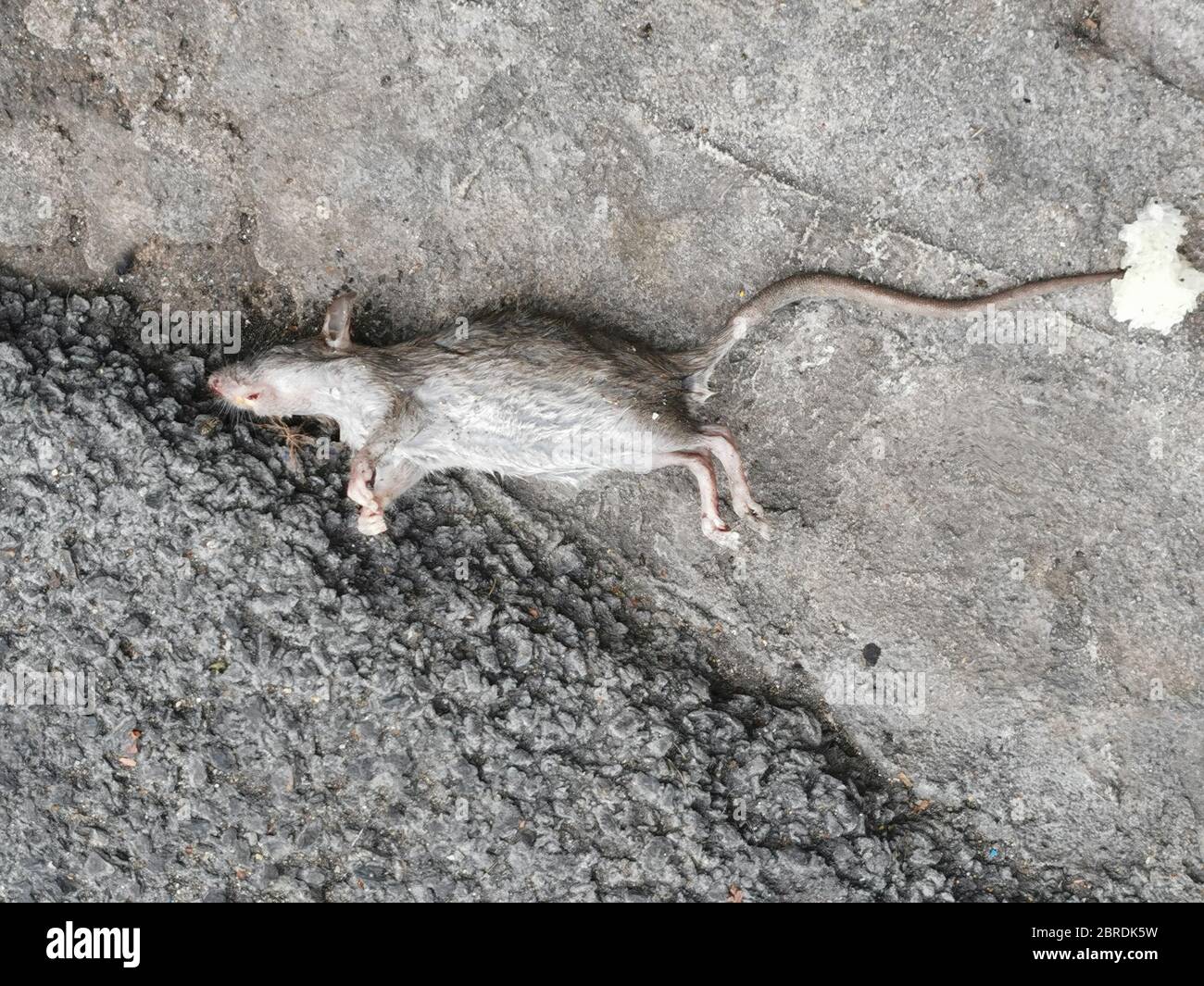 Dead mouse animal road hi-res stock photography and images - Alamy