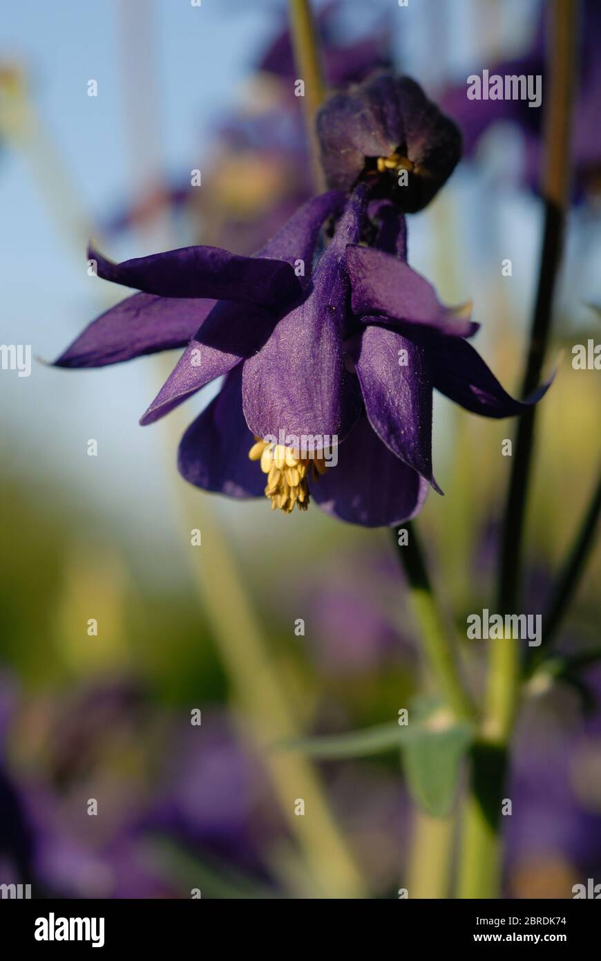 Bell flowers form hi-res stock photography and images - Alamy