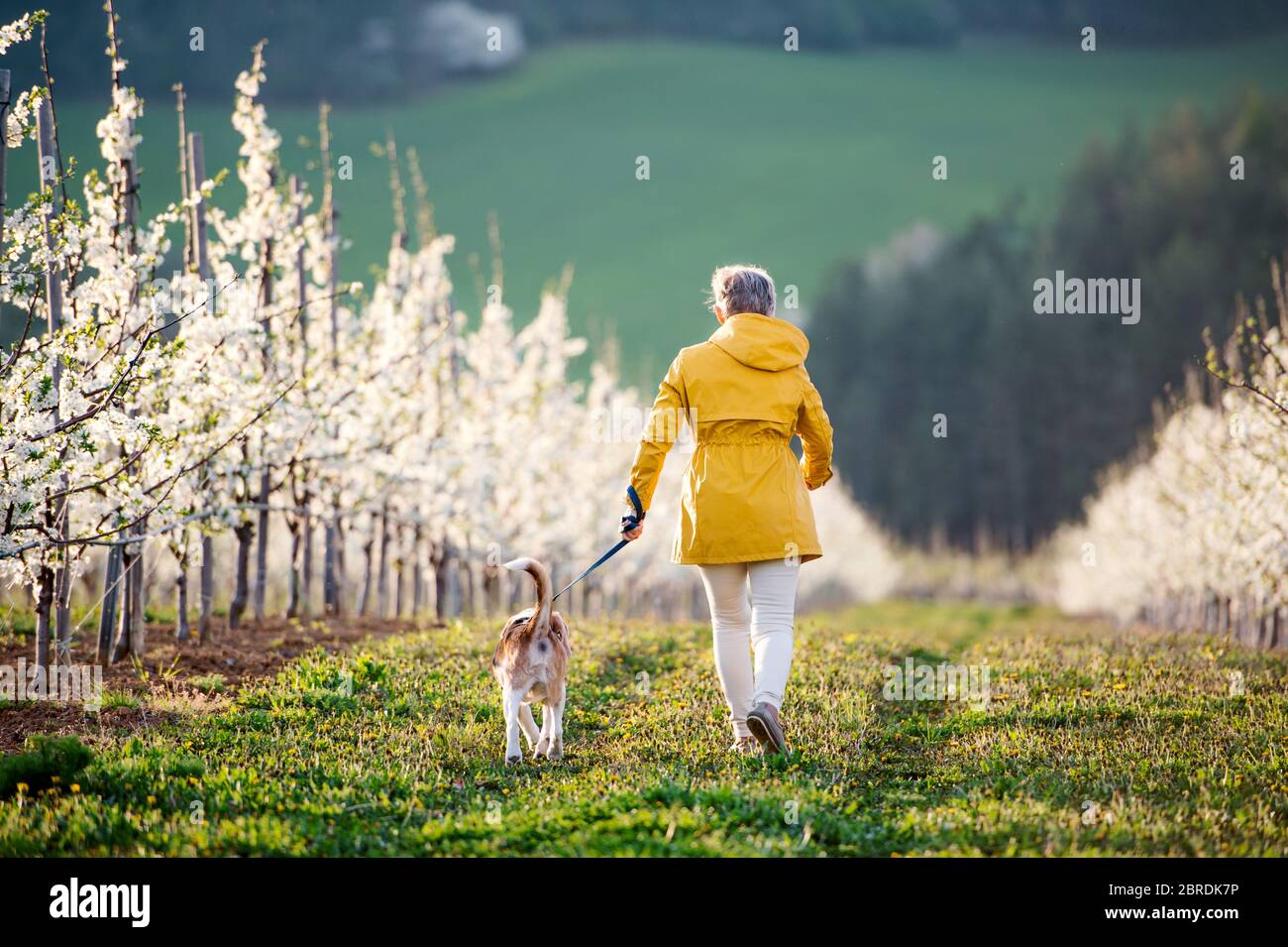 A rear view of senior woman with a pet dog on a walk in spring orchard ...
