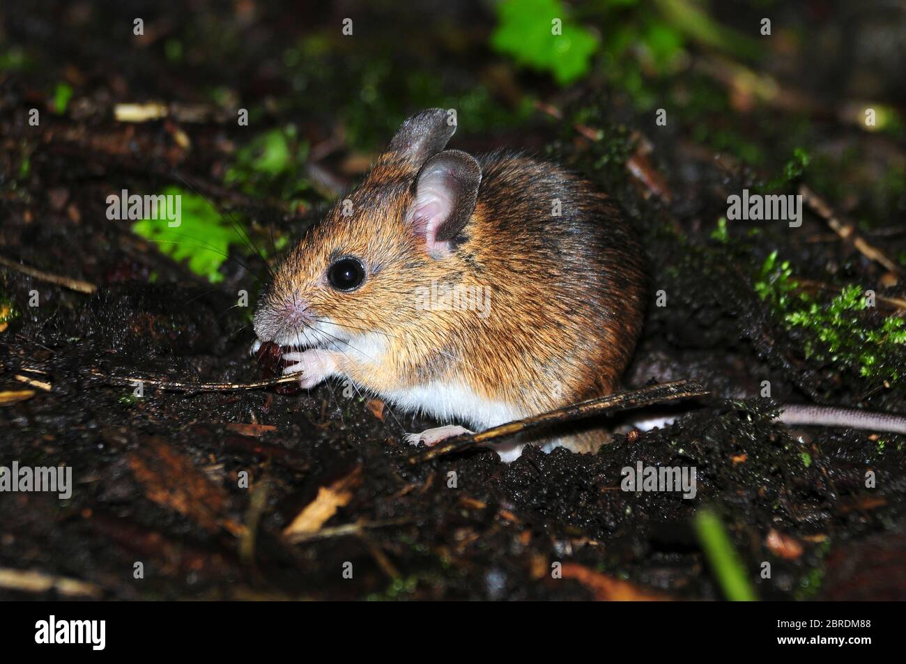 wood mouse apodemus sylvaticus Stock Photo - Alamy