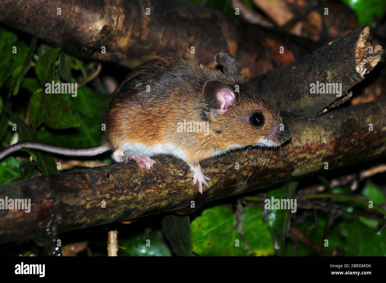 wood mouse apodemus sylvaticus Stock Photo - Alamy