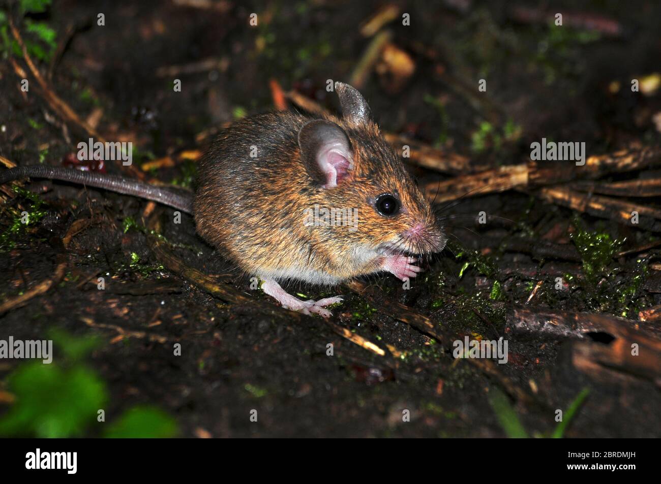 wood mouse apodemus sylvaticus Stock Photo - Alamy