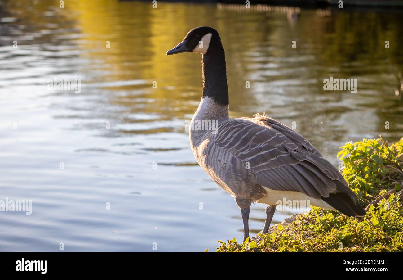 Canadian zoo hi-res stock photography and images - Alamy