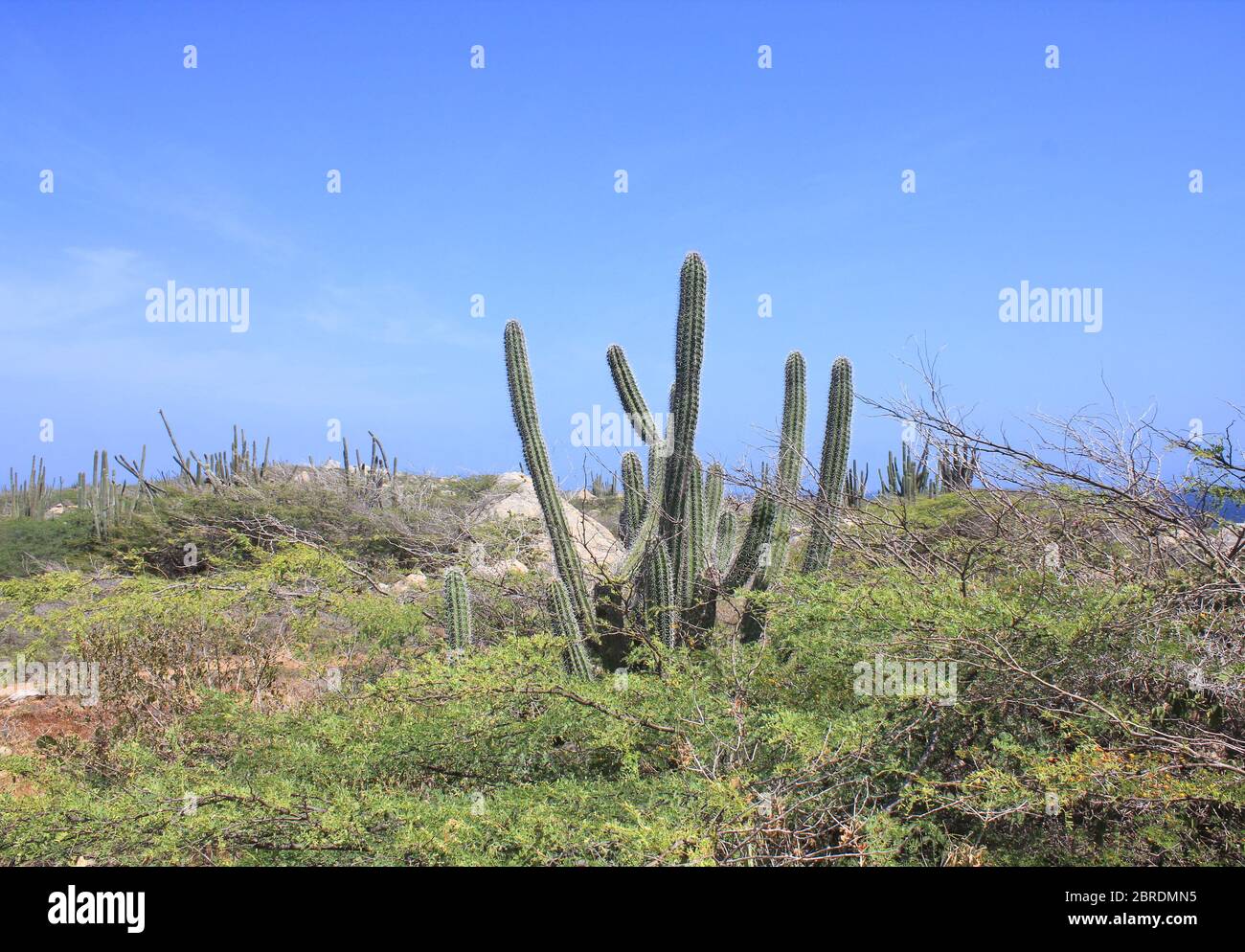 Natural landscape on Aruba island. Big cactus growing Stock Photo - Alamy
