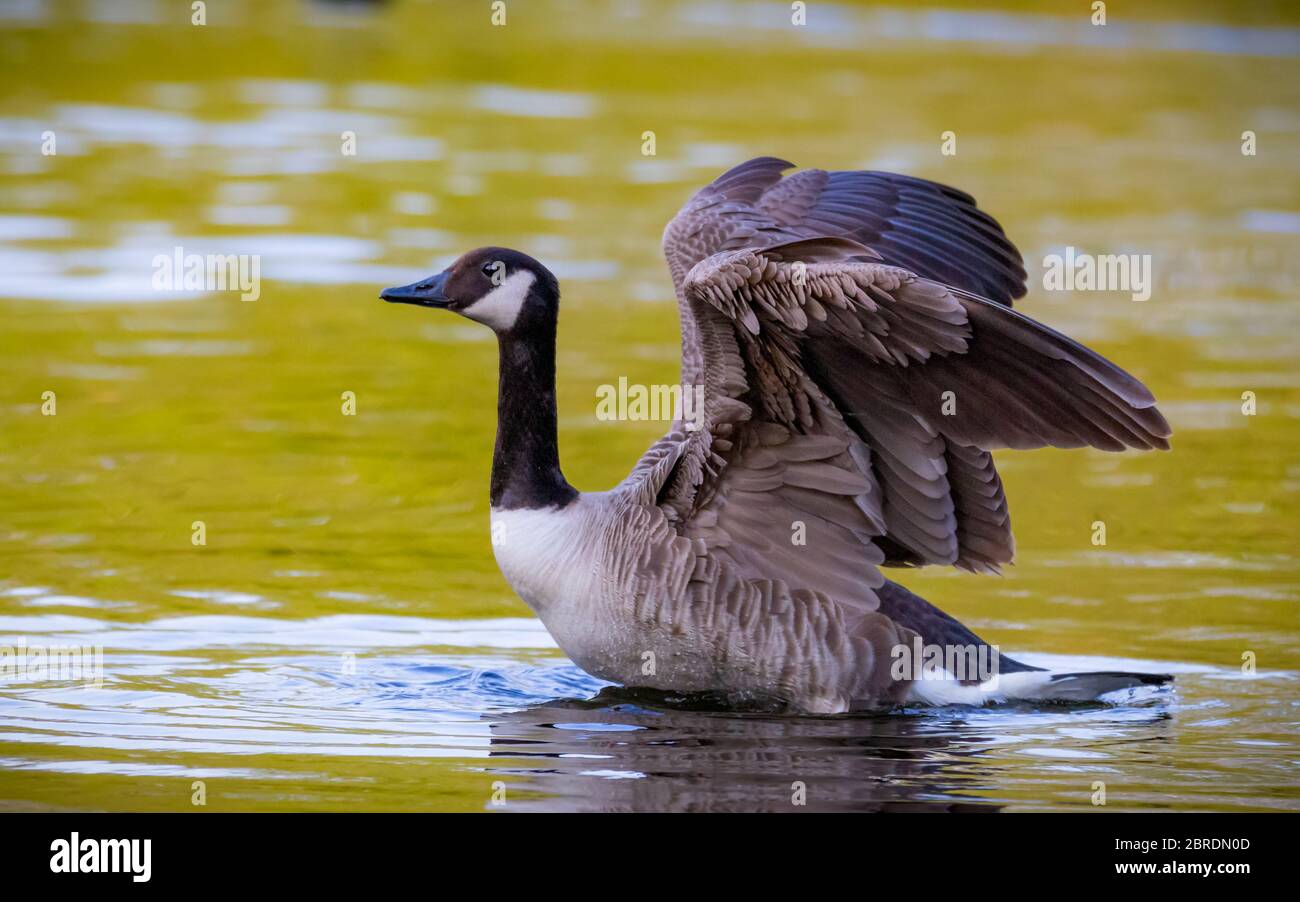 portrait of a canadian goose image Stock Photo - Alamy
