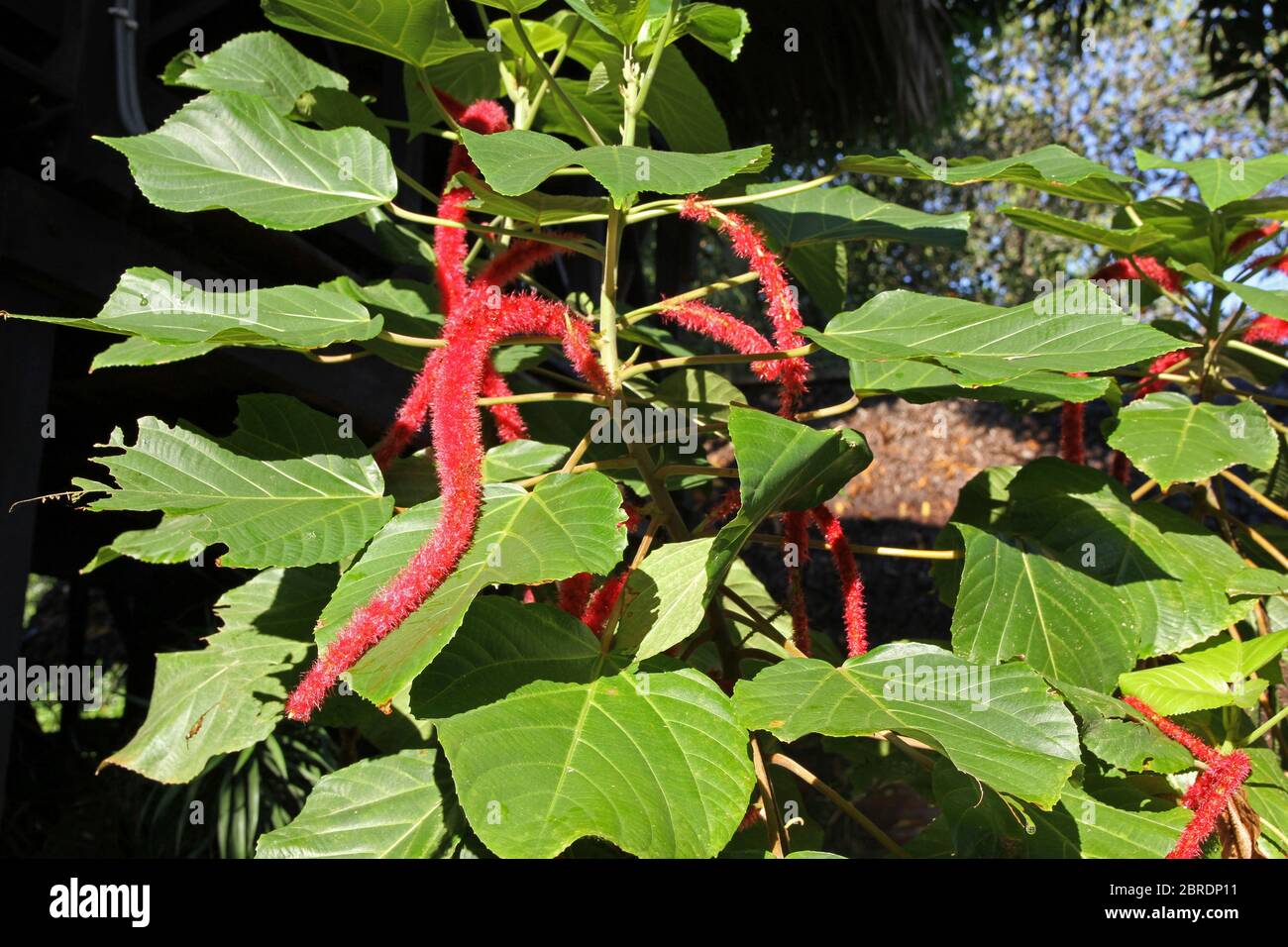 Chenille plant (Acalypha hispida), Ampangorinana Village, Nosy Komba ...