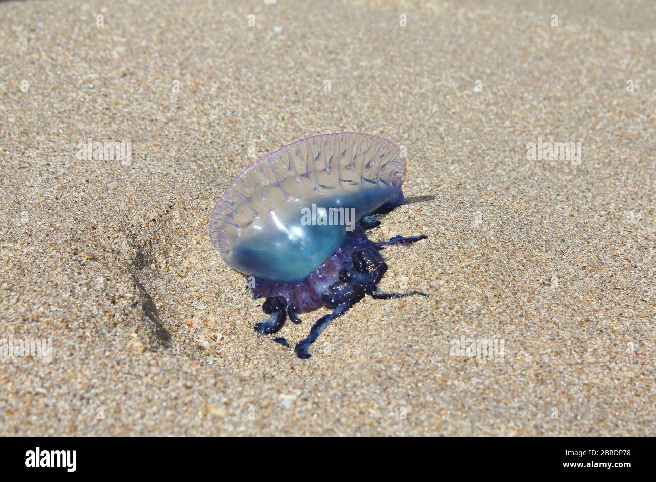 Portuguese man o' war Physalia physalis Stock Photo - Alamy