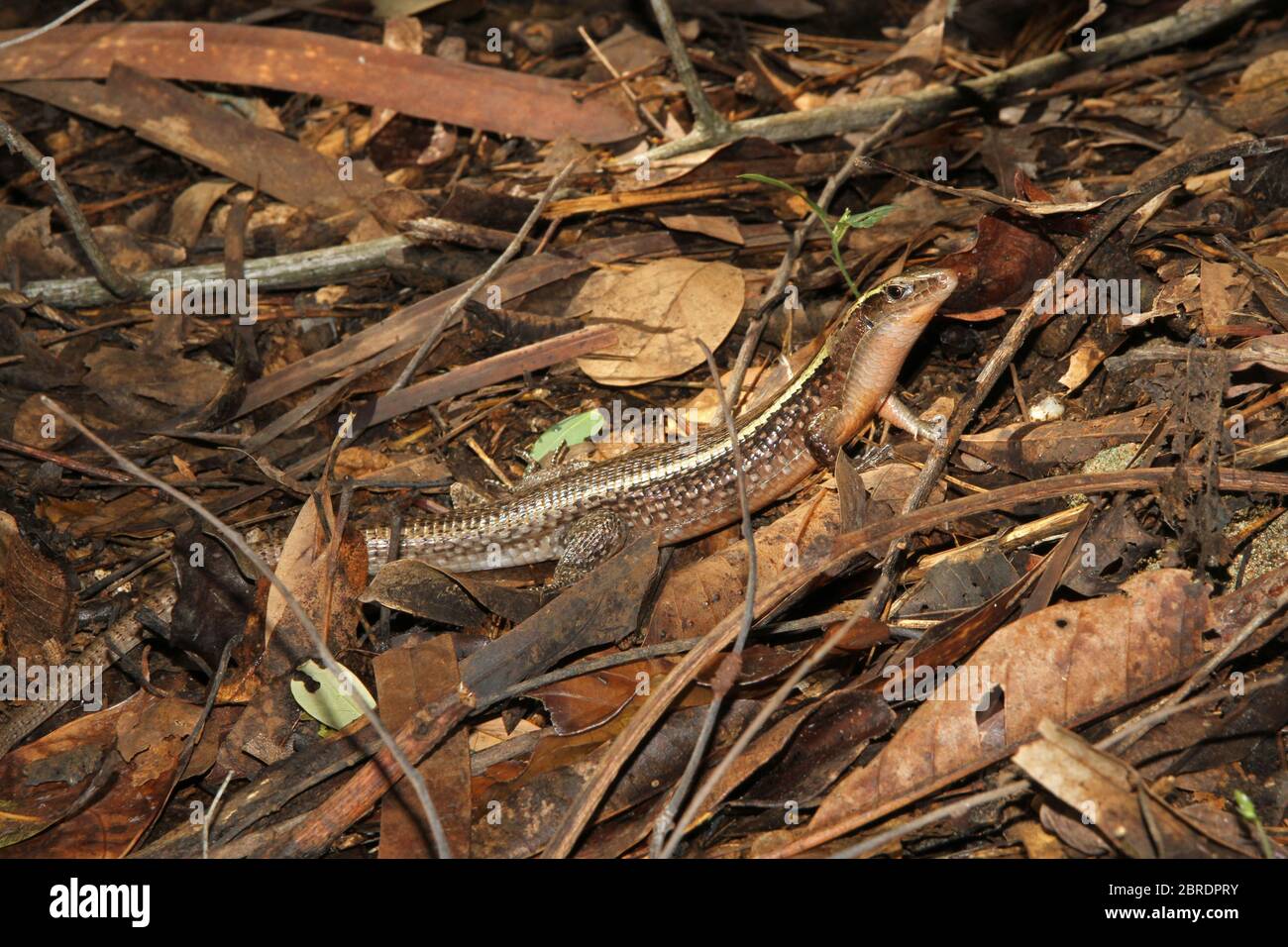 Madagascar girdled lizard or Madagascar plated lizard (Zonosaurus ...