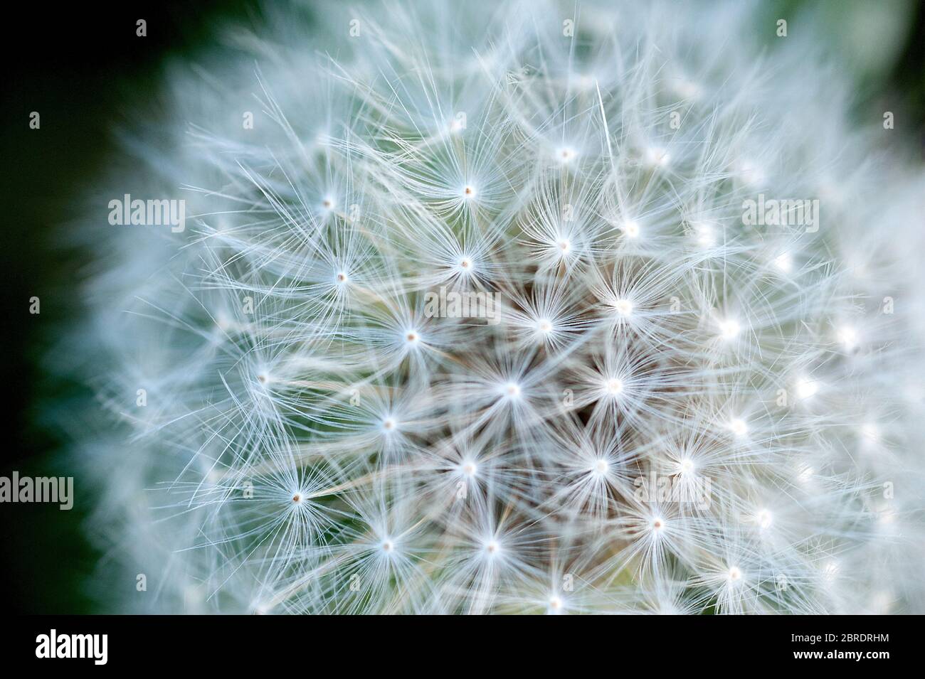 Natural patterns hi-res stock photography and images - Alamy