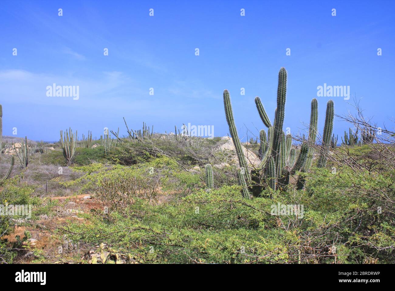 Aruba eco hi-res stock photography and images - Alamy