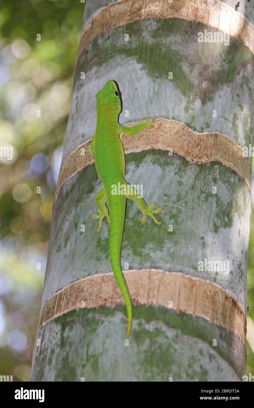 Madagascar giant day gecko juvenile on palm tree trunk, Nosy Komba ...