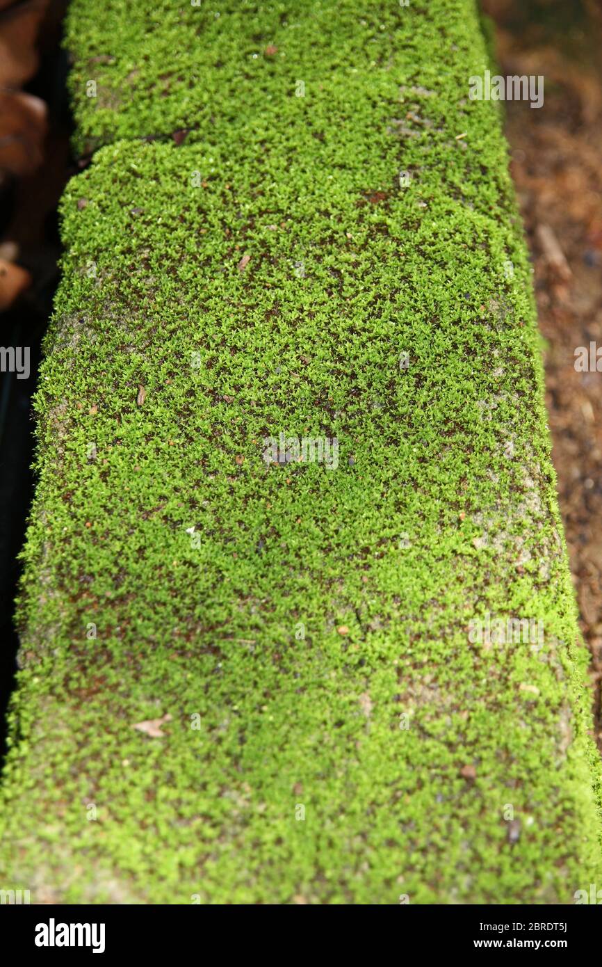 Close-up of tree trunk with moss, Nosy Komba Island, Madagascar Stock ...