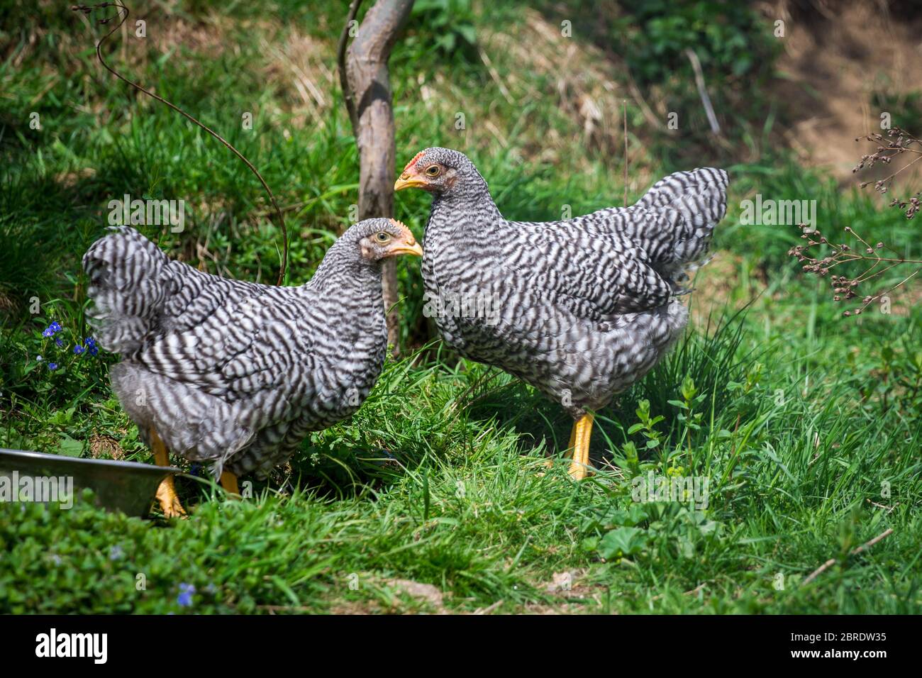 Young amrock hi-res stock photography and images - Alamy