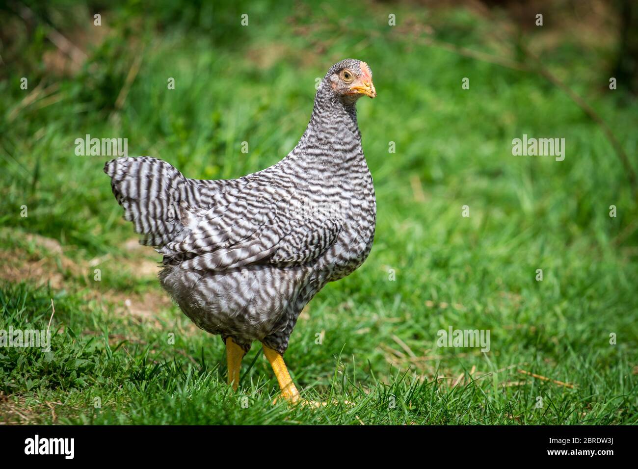 Amrock rooster hi-res stock photography and images - Alamy