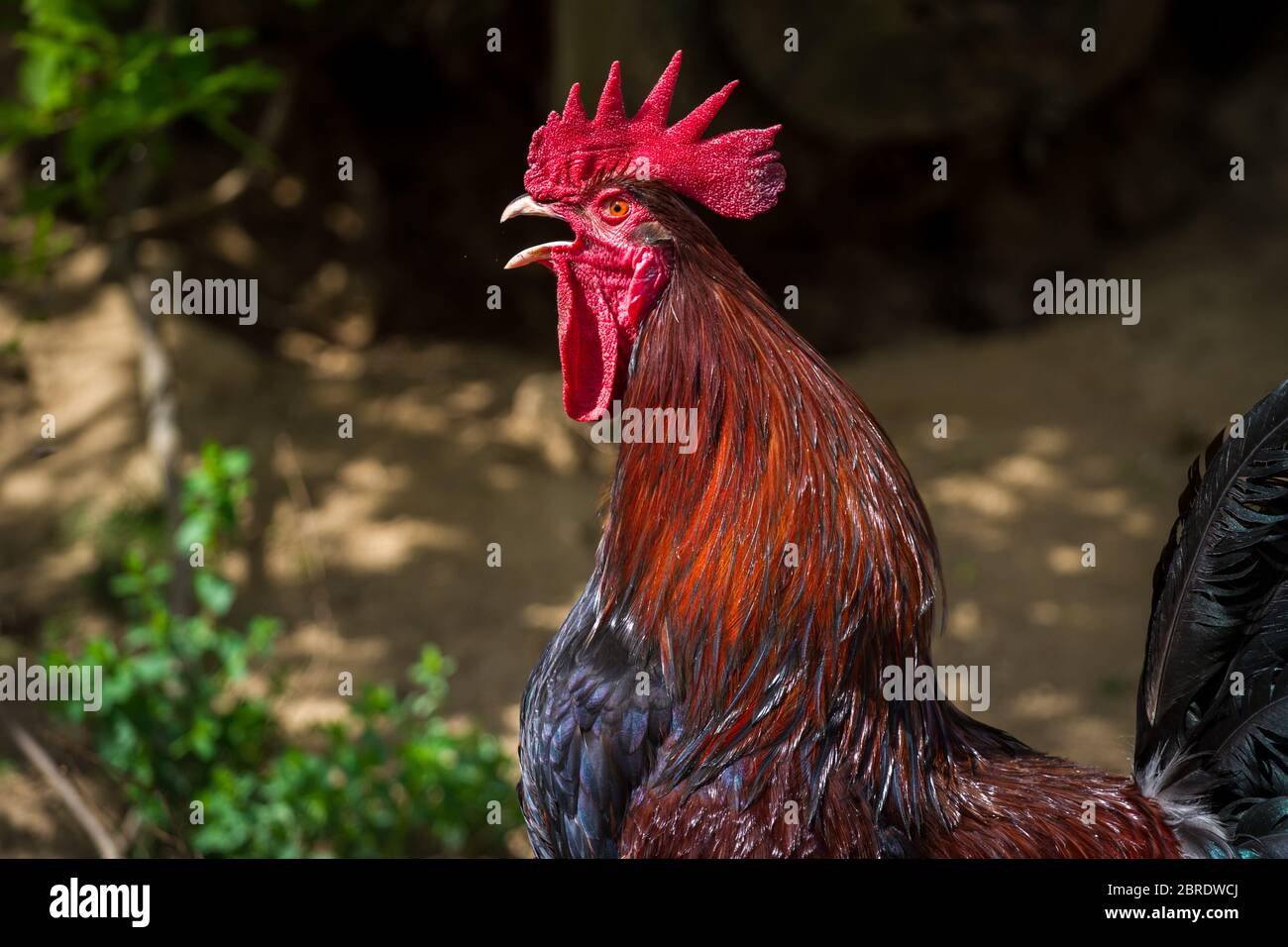 Dorking rooster - Dorkings are an old english chicken breed Stock Photo ...