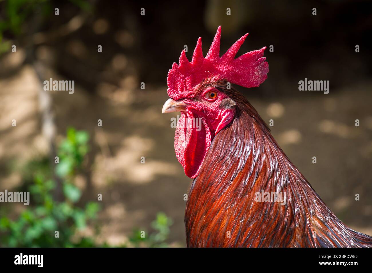 Dorking rooster. Dorkings are an old english chicken breed Stock Photo ...