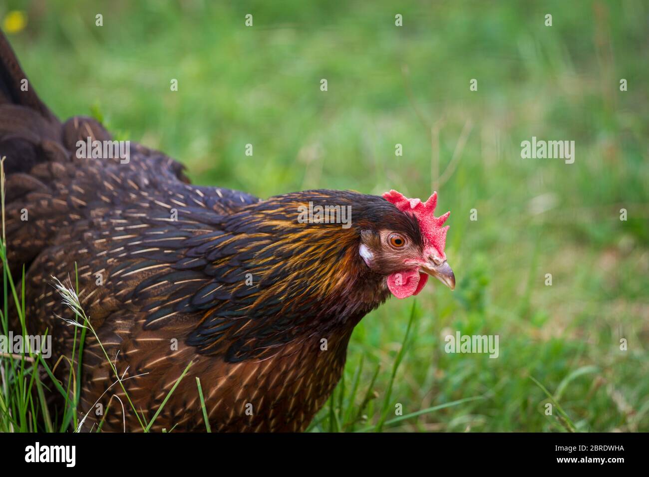 Dorking hen - Dorkings are an old english chicken breed Stock Photo - Alamy