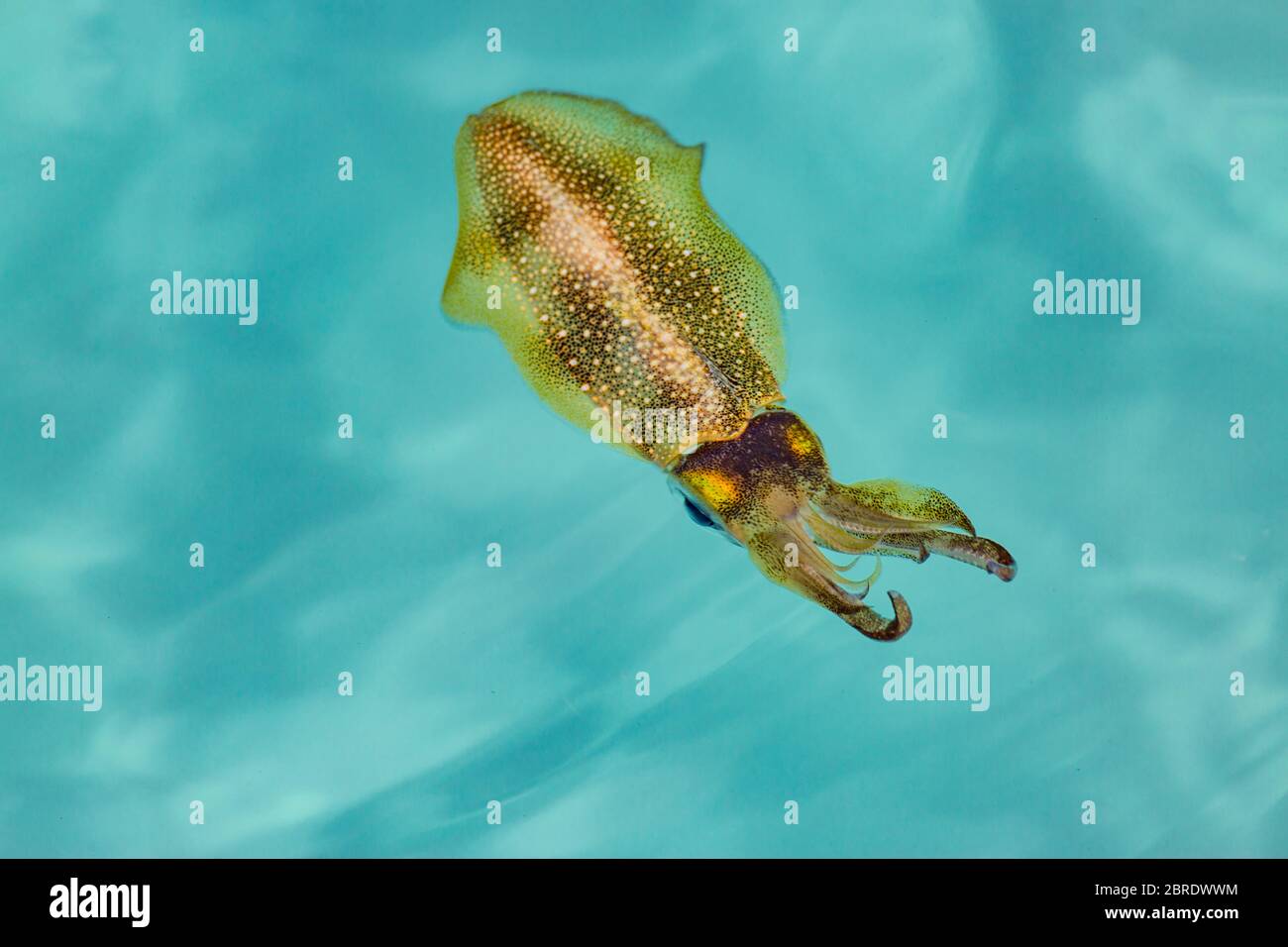 The sea surface (undersea) Pharaoh Cuttlefish (Sepia pharaonis) It is a ...