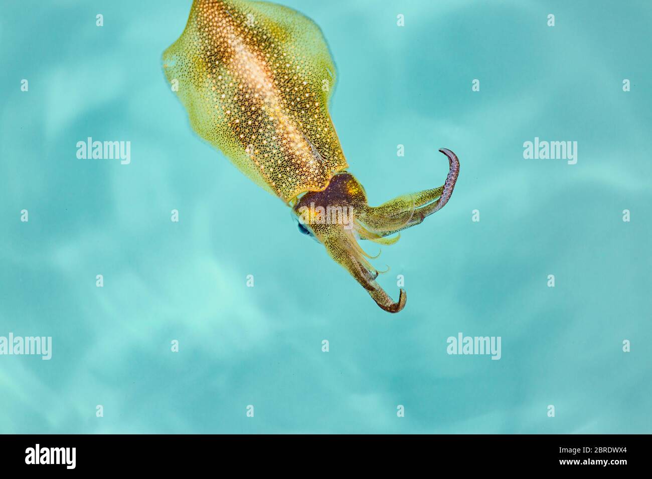 The sea surface (undersea) Pharaoh Cuttlefish (Sepia pharaonis) It is a ...